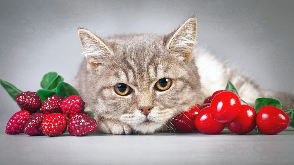 Чем нельзя кормить кошку? Список запрещенных и разрешенных продуктов ...